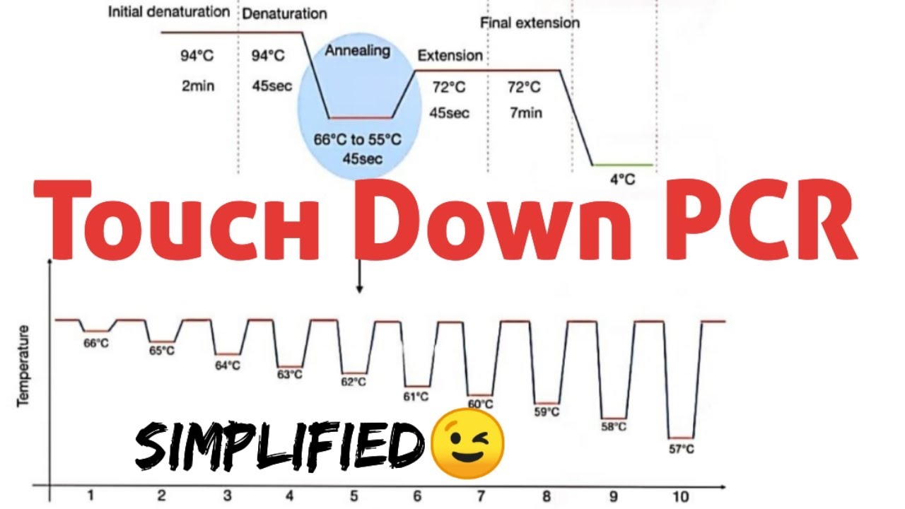 TouchDown PCR #Types of PCR #pcr variations - YouTube