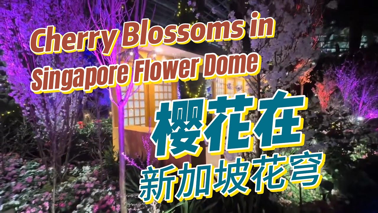 Cherry Blossoms into the night in Singapore Flower Dome From now till ...