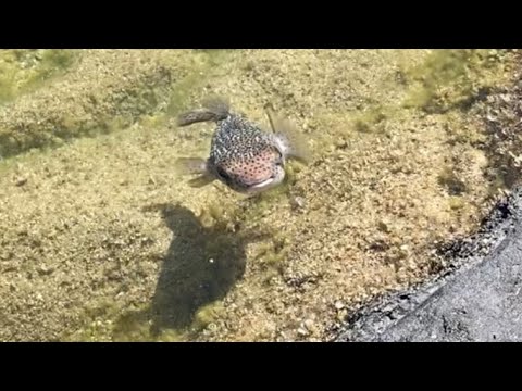 Pufferfish Stuck in Tide Pool - YouTube