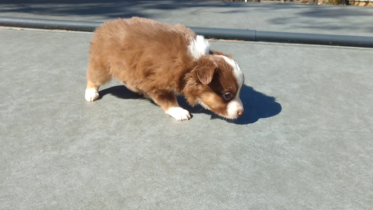 Mini Aussie red tri female - YouTube