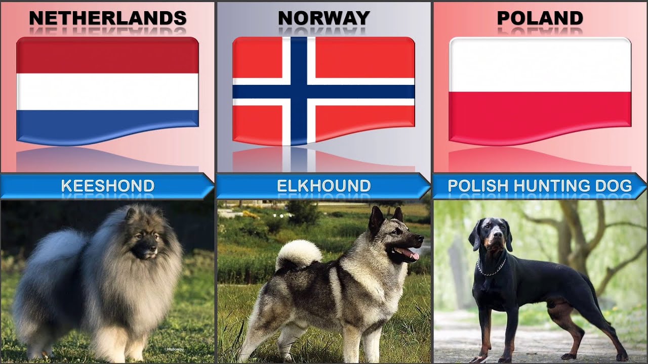 Dog Breeds From Different Countries | Dog Breeds | World Info - YouTube