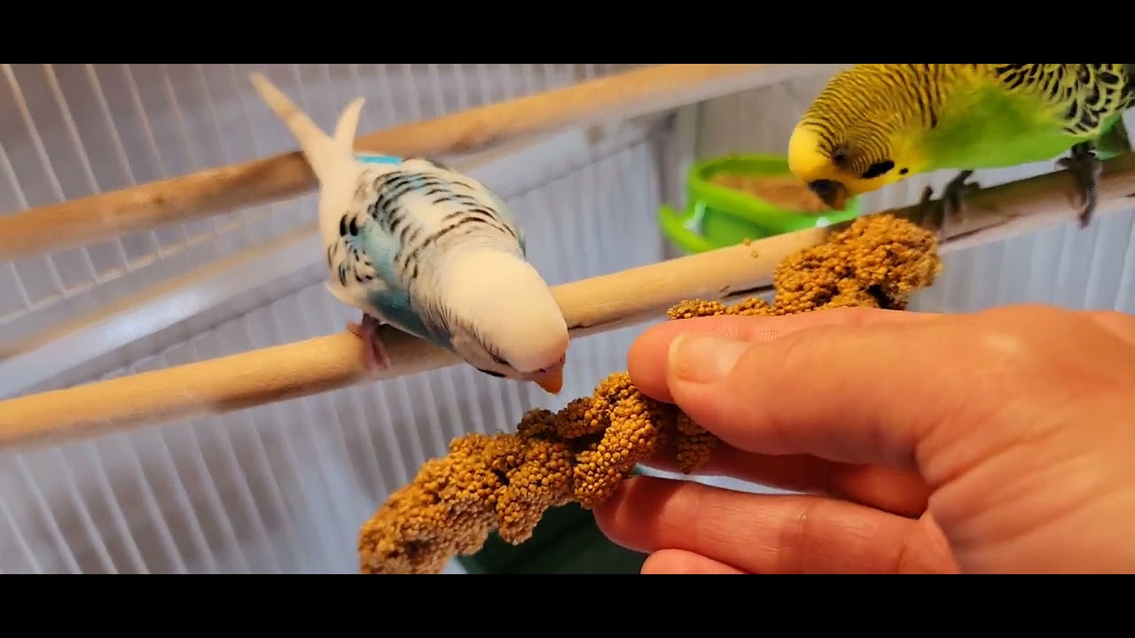 Birds singing and playing.@ParrotX2 @animalshome467 - YouTube