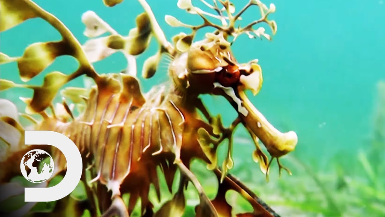 The Leafy Sea Dragon Is A Mythical Looking Creature! | Weird Creatures ...