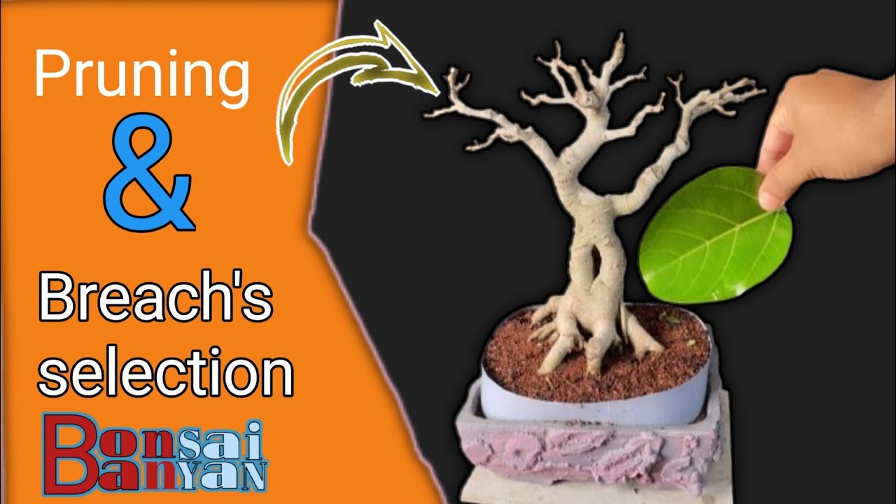 Pruning & Branch’s selection Banyan bonsai || Bot bonsai || Ficus ...