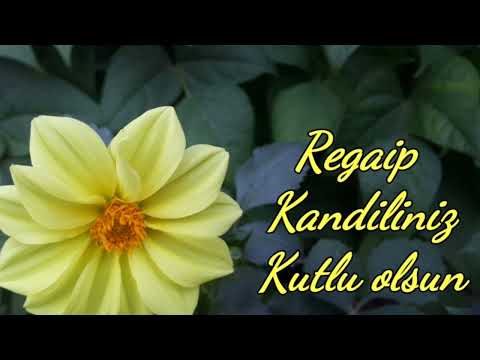 REGAİP KANDİLİ MESAJI🌹Ağlaya ağlaya yollara düştüm 🌹İLAHİ🌹CUMA MESAJI🌹Anlamlı sözler  GÜNLERİ