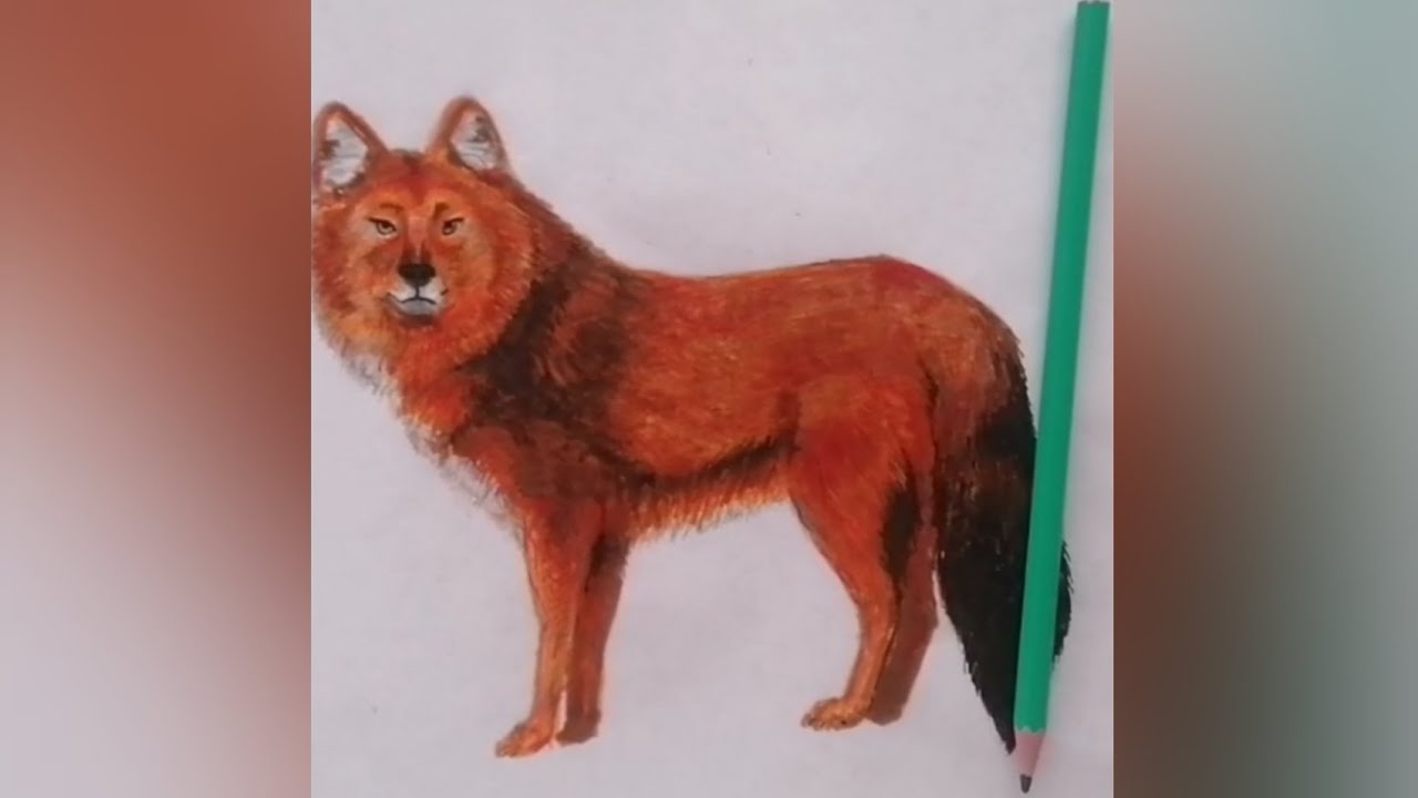 How to draw a red Wolf easy |drawing tutorial - YouTube
