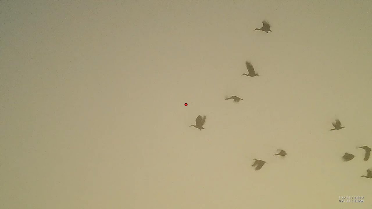 Whistling Duck Hunt! Florida Tree Duck Harvesting - YouTube