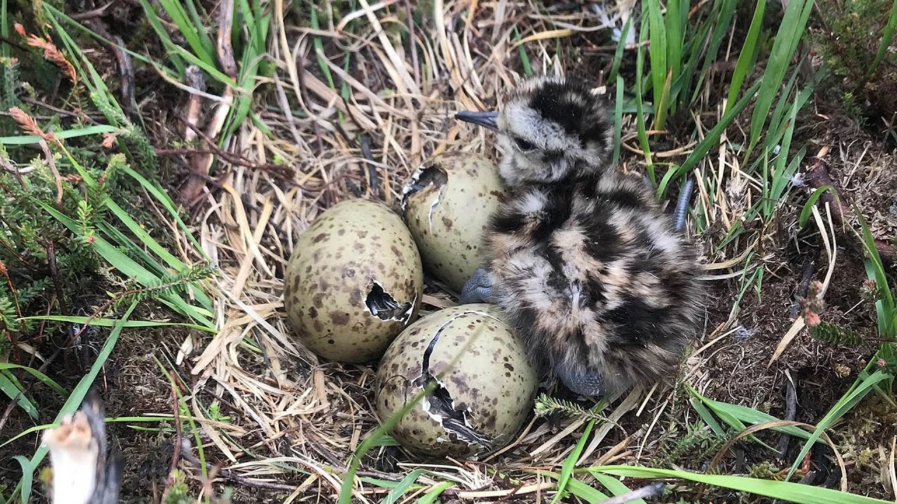 Ground-nesting birds - why are they so special? - YouTube
