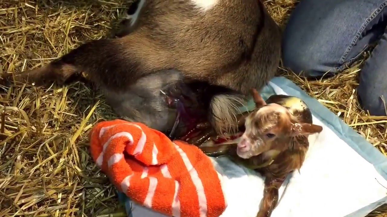 Birth of twins Nigerian Dwarf born on LEAP Day 2016 - YouTube