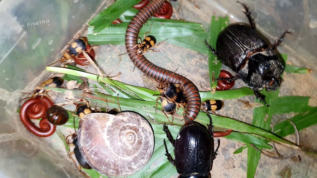 Even Blind People Also Can Catch All Of These Insects As Bugs, Beetles ...