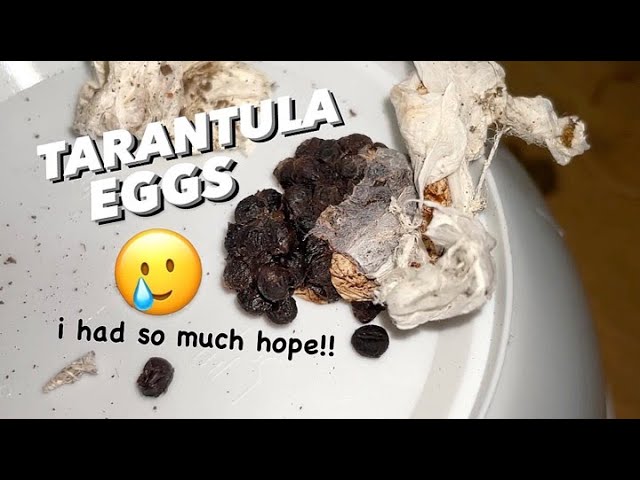 Tarantula Eggs