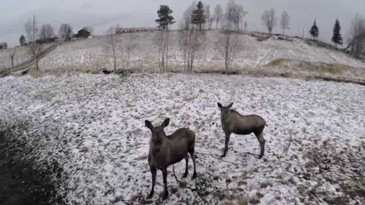 The Moose Garden in Orrviken, Sweden - YouTube