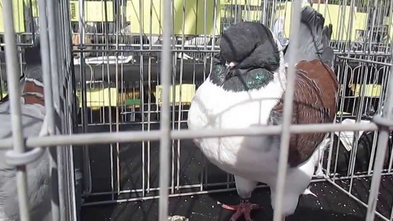 German Modena pigeons - YouTube