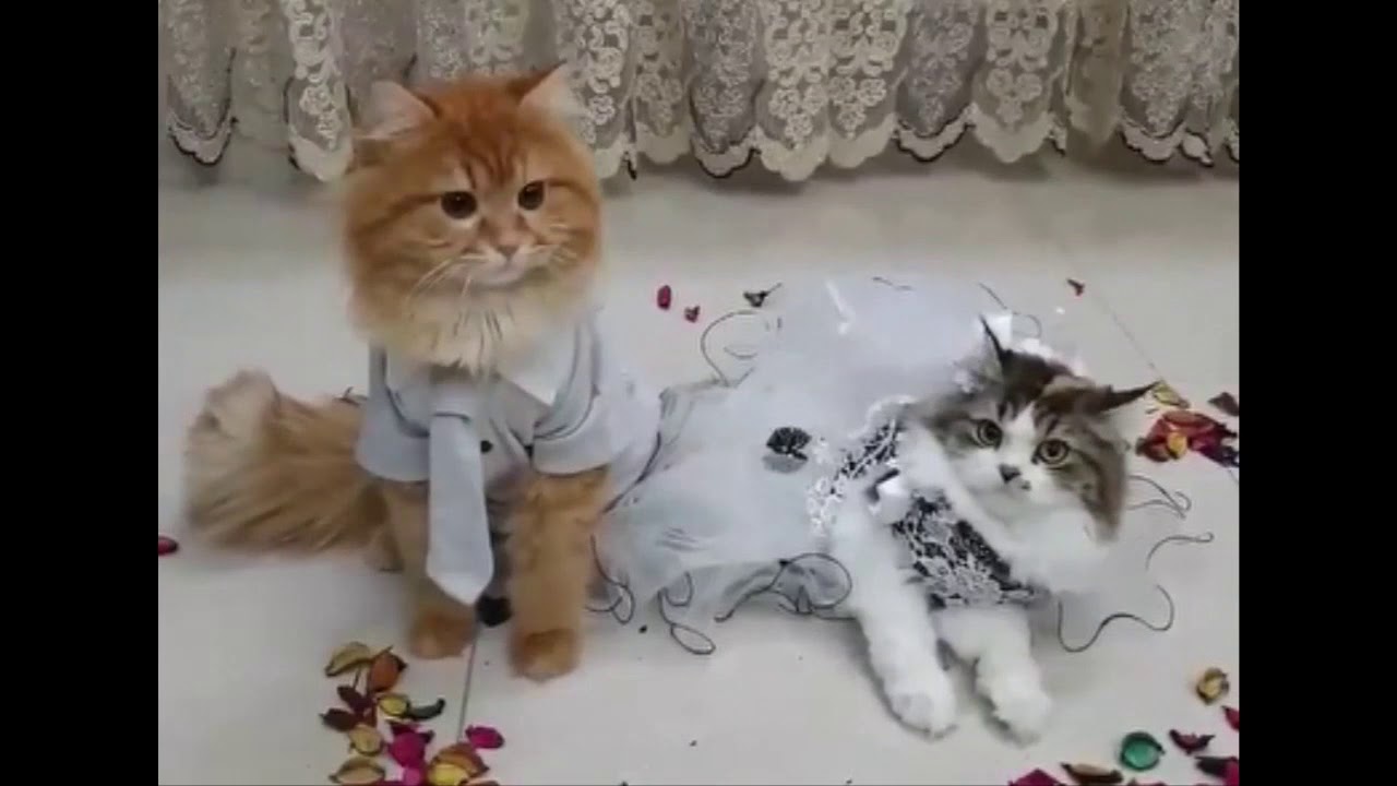 Cat wedding, Cute Cats get married! - YouTube