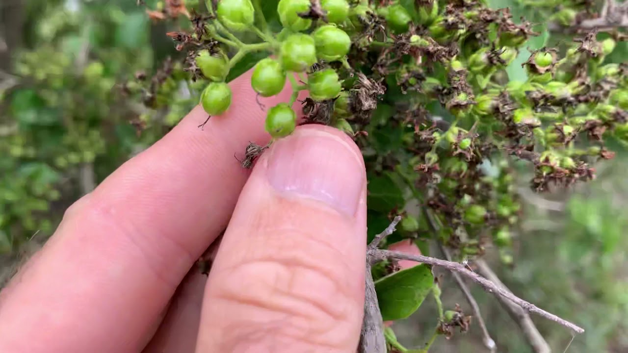 Sandpaper Tree (Ehretia anacua) - YouTube