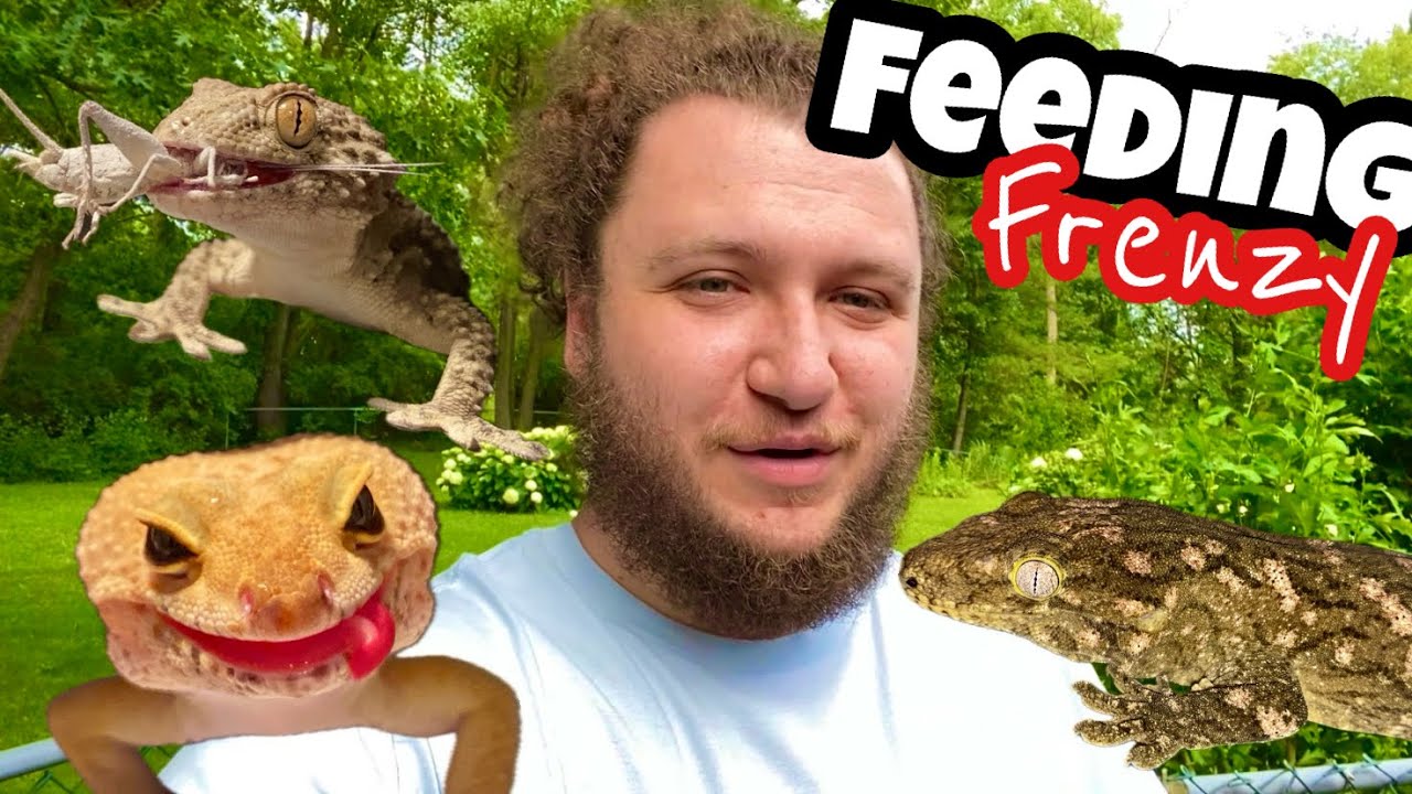Let’s FEED my GECKOS! - YouTube