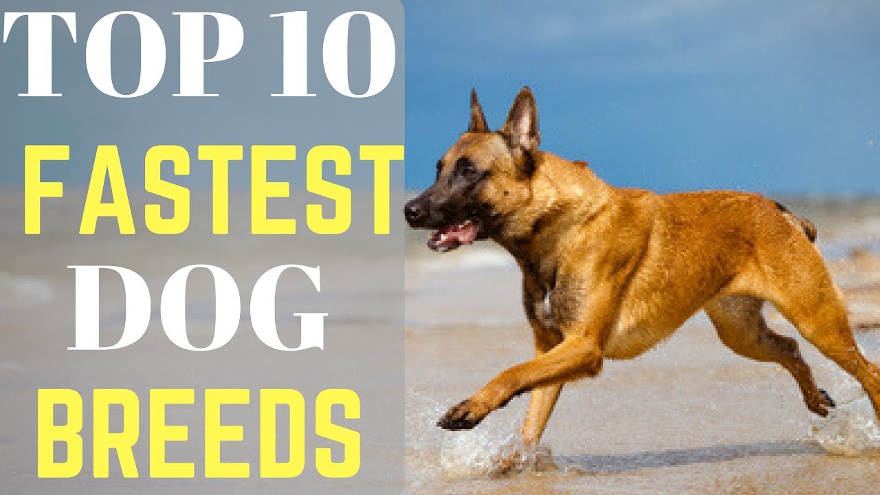 TOP 10 Fastest Dog Breeds In The World - YouTube