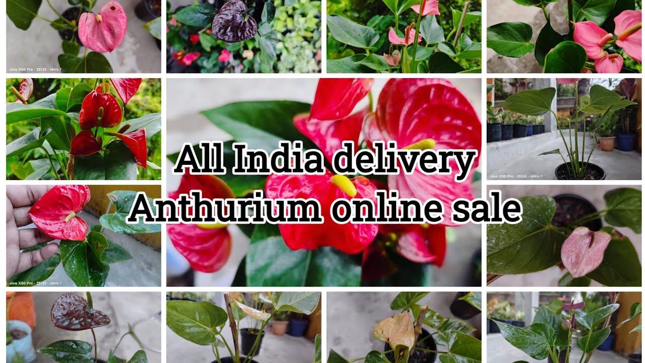 Anthurium Online Sale With Price | Online Delivery | Variety Anthurium ...