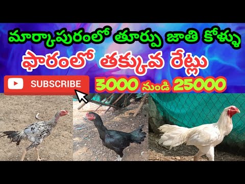మార్కాపురంలో జాతి కోళ్ళు తక్కువ రేట్లు/ markapuram kolla form - YouTube
