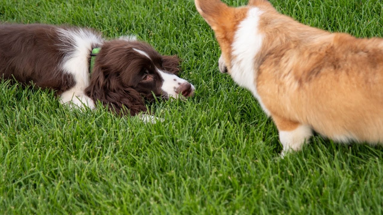 Training English Springer Spaniels for Success in Competitive Obedience ...