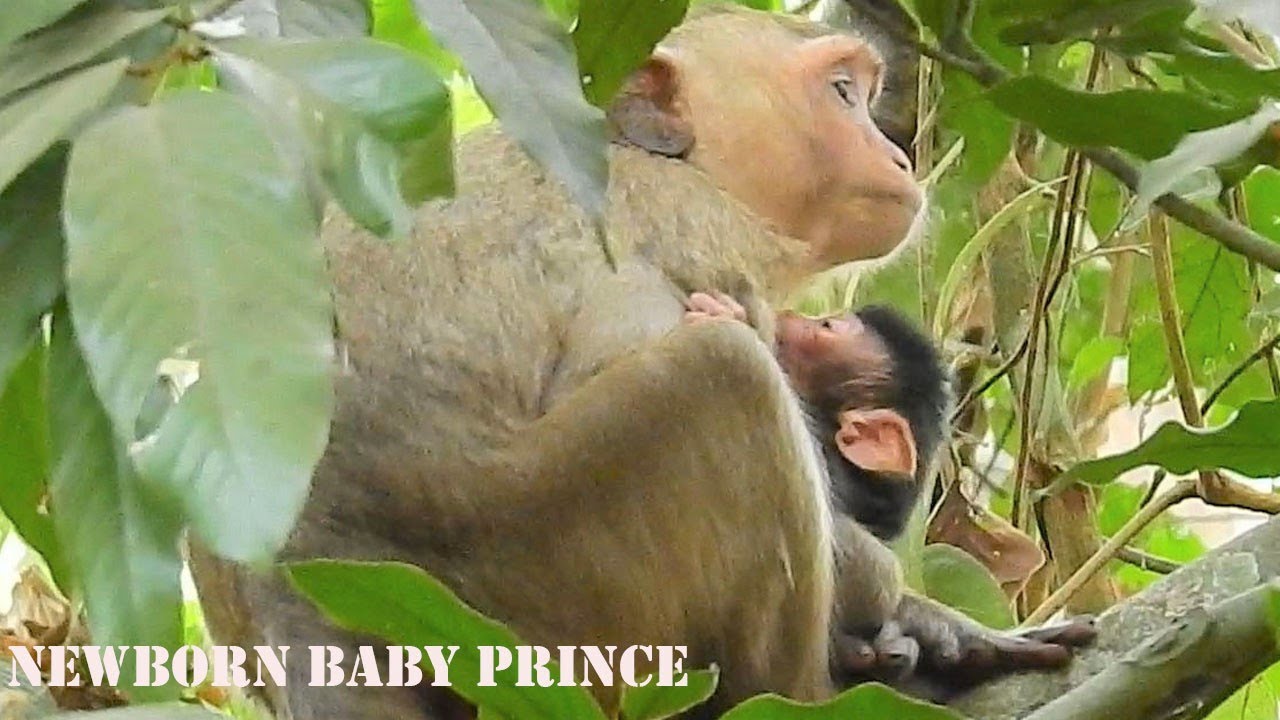 Young Princess Monkey Has No Experience How To Take Care Her Newborn ...
