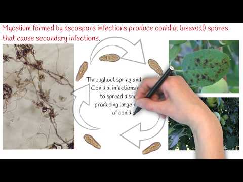 What Is The Plant Disease Called Scab