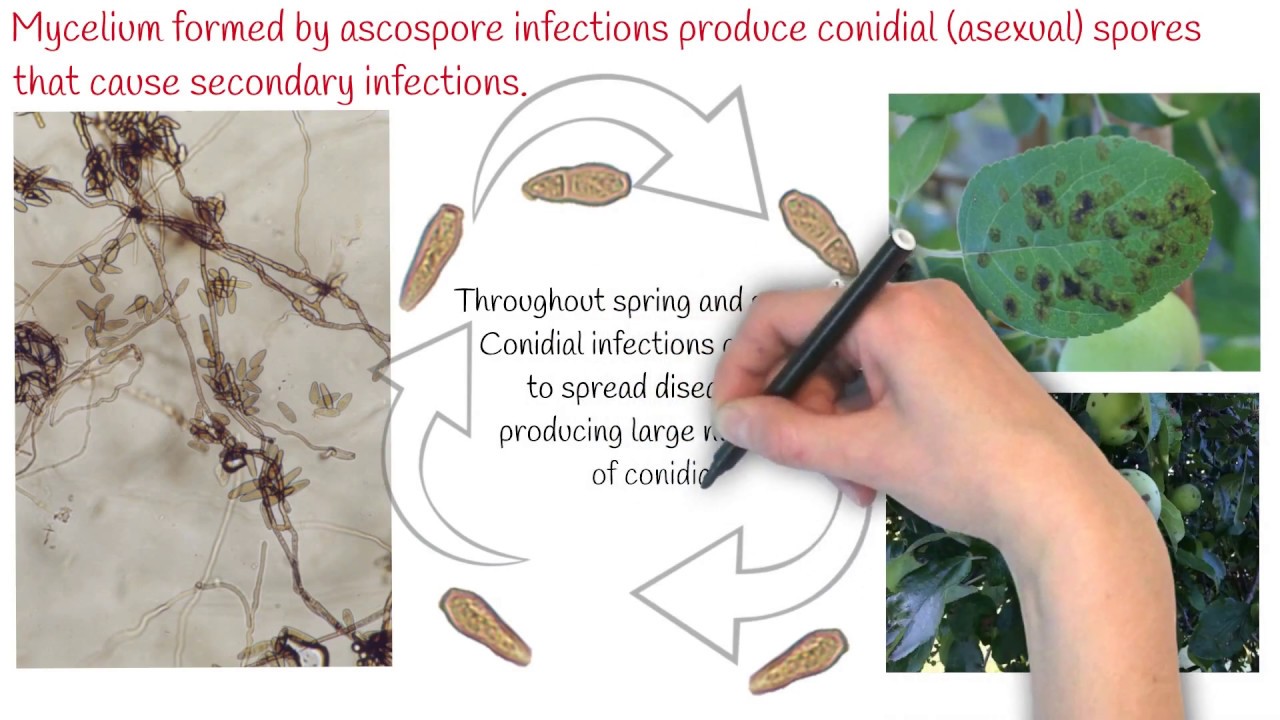A short animated introduction to apple scab, a fungal disease of apples ...