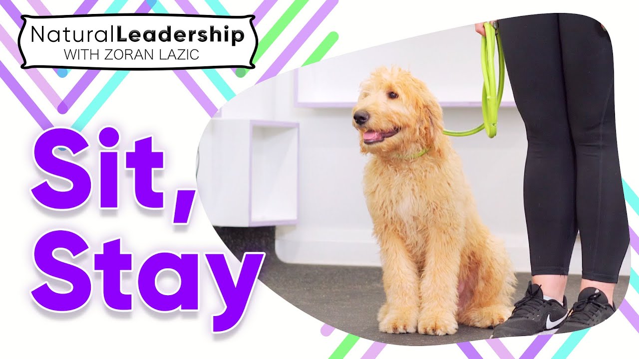 One Simple Thing To Do To Change Your Dog | SIT, STAY - YouTube