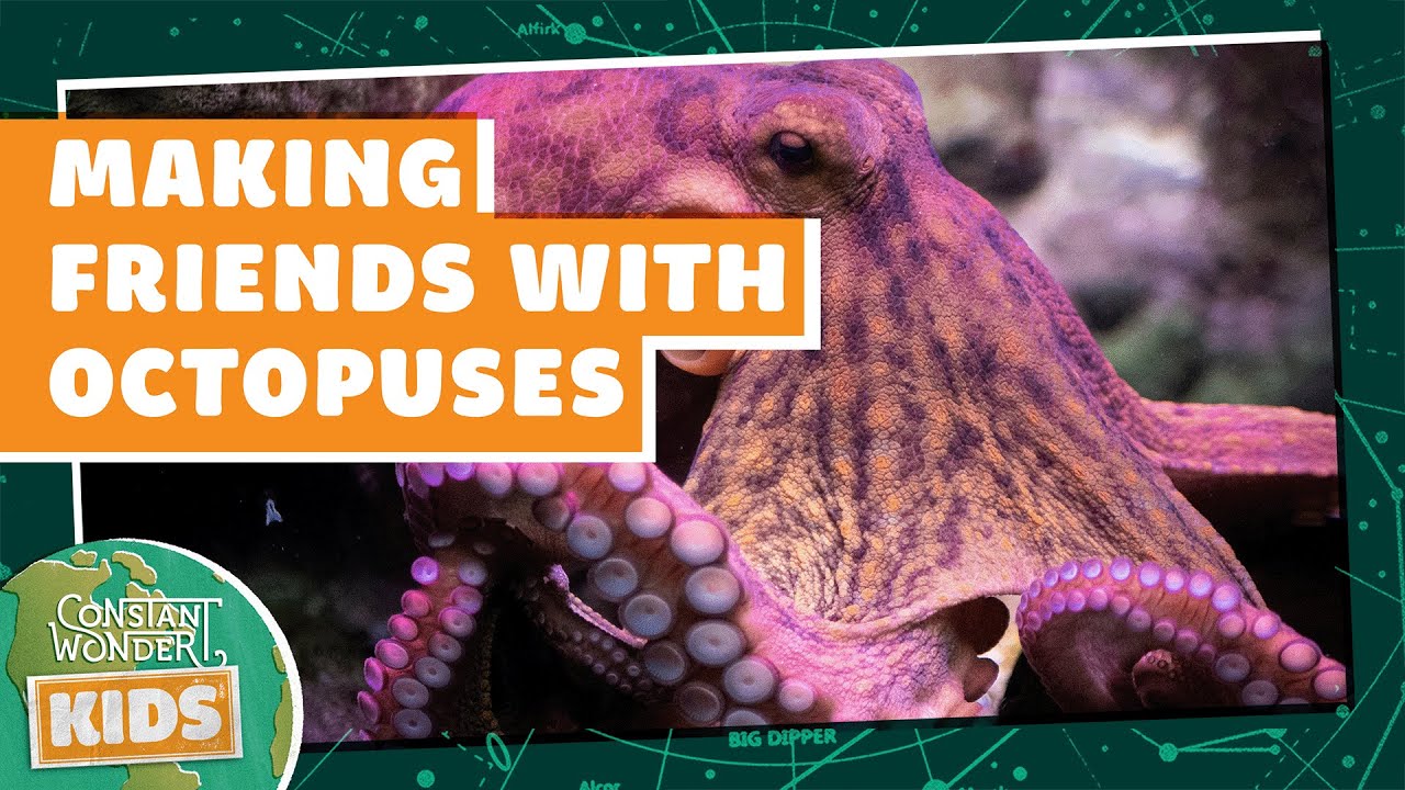 Making Friends with Octopuses - YouTube