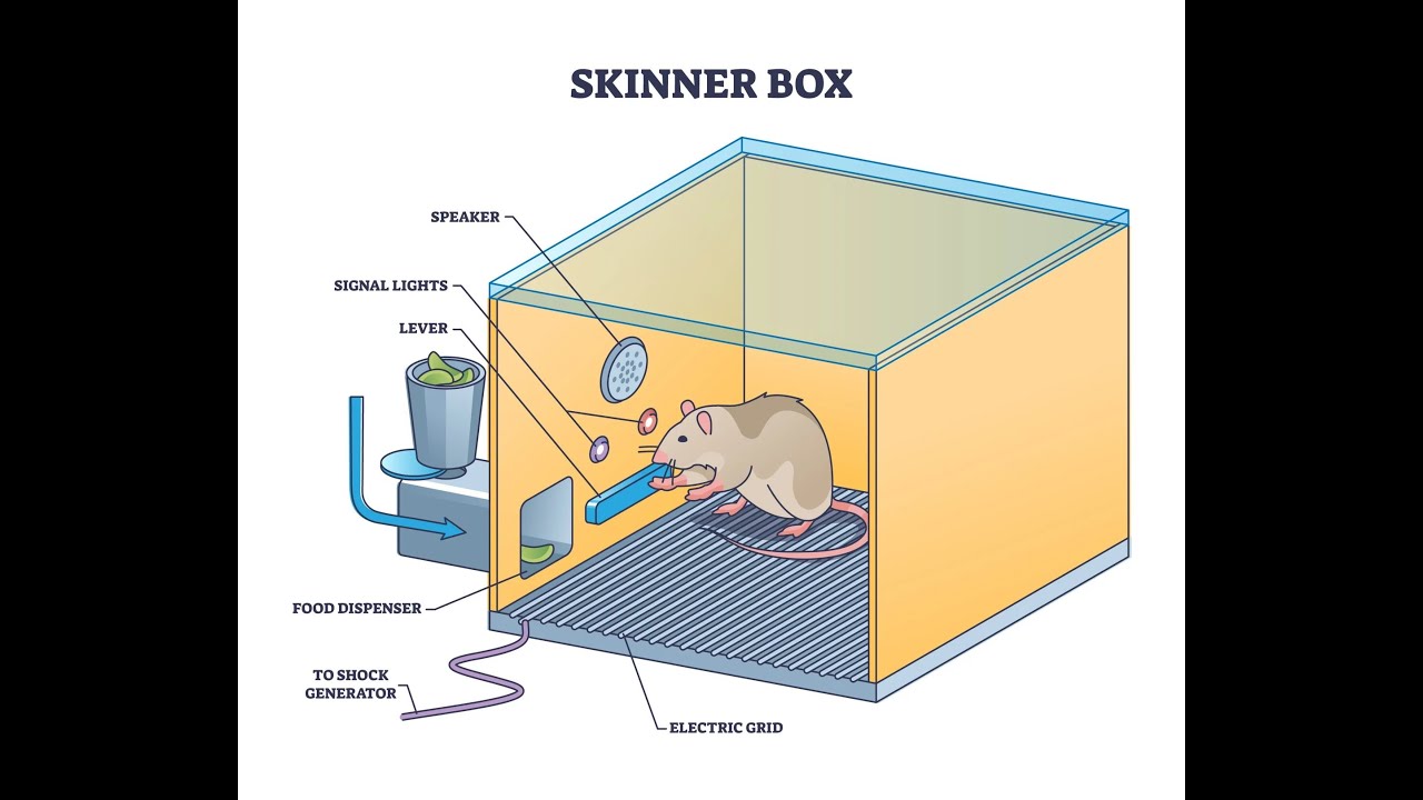 Skinner theory of operant conditioning trick and previous 10 years ...