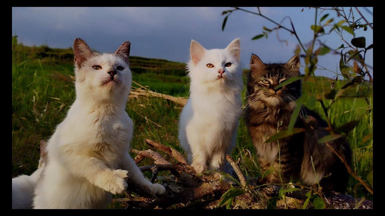 CAT CUTE PLAYING - MIAW MIAW MIAW - KITTEN CAT - ANIMAL FUNNY - MEOWING ...