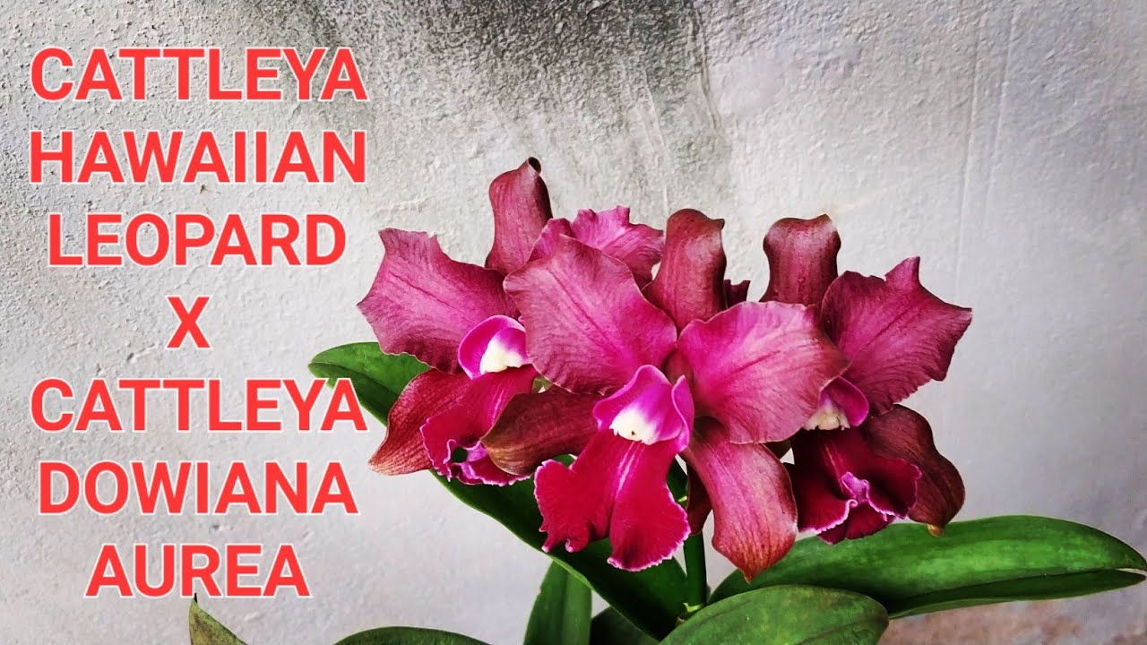 CATTLEYA HAWAIIAN LEOPARD X CATTLEYA DOWIANA AUREA - YouTube