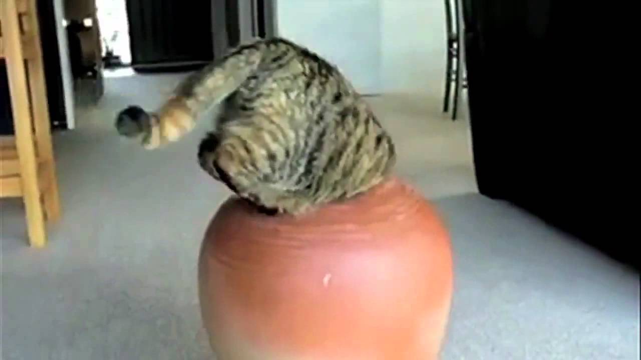 grappigste katten ooit - YouTube
