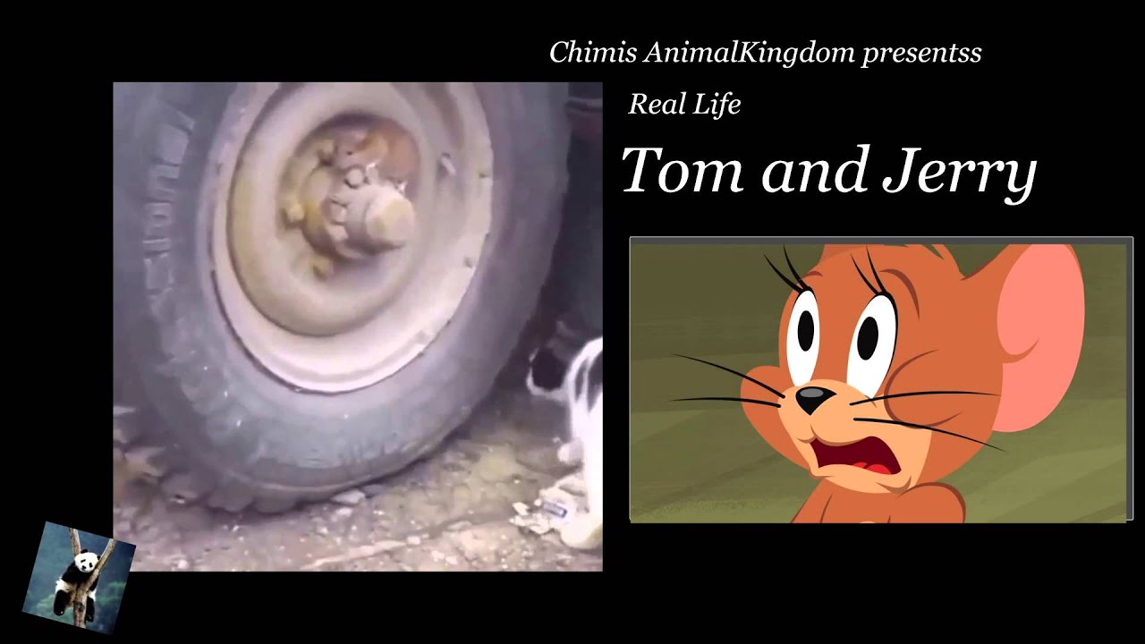 Real life TOM and JERRY, Very Funny Cat and Mouse Hide and Seek Video ...