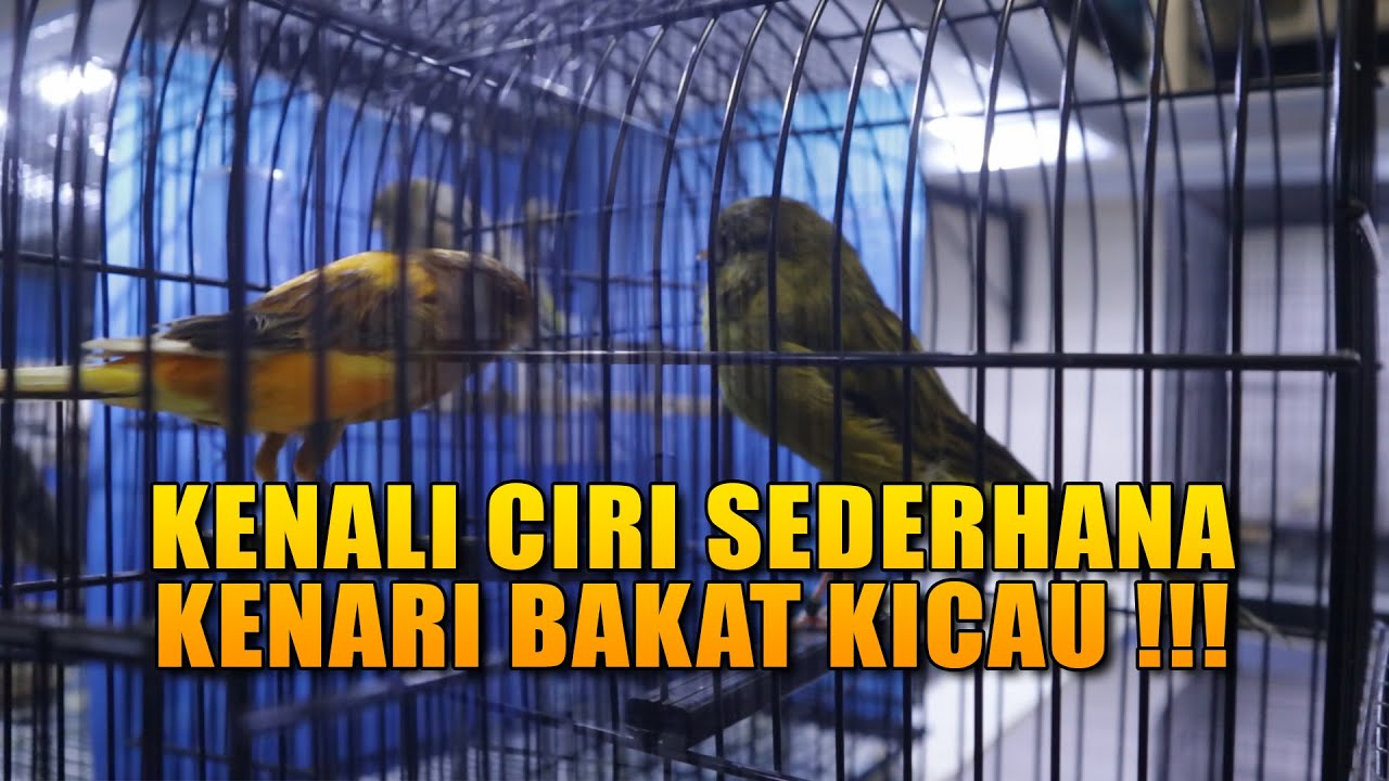 KENALI CIRI KENARI BAKAT KICAU !!!! - YouTube