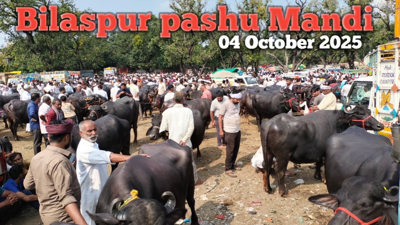 04 Bilaspur bhains Mandi UP | Bilaspur buffalo Mandi 2025 in India ...