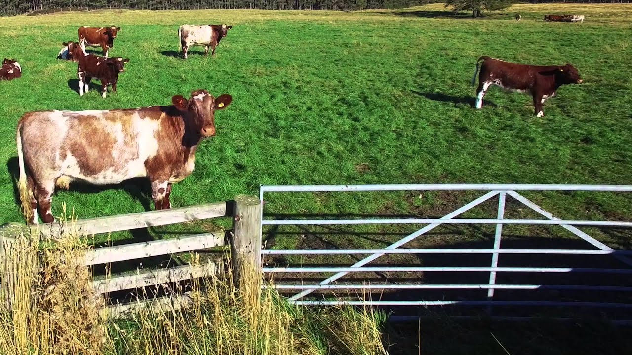 Alvie and Dalraddy Estates v3 - YouTube