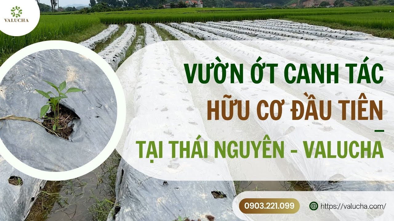 Valucha - Vườn ớt canh tác đầu tiên theo phương pháp hữu cơ tại Thái ...