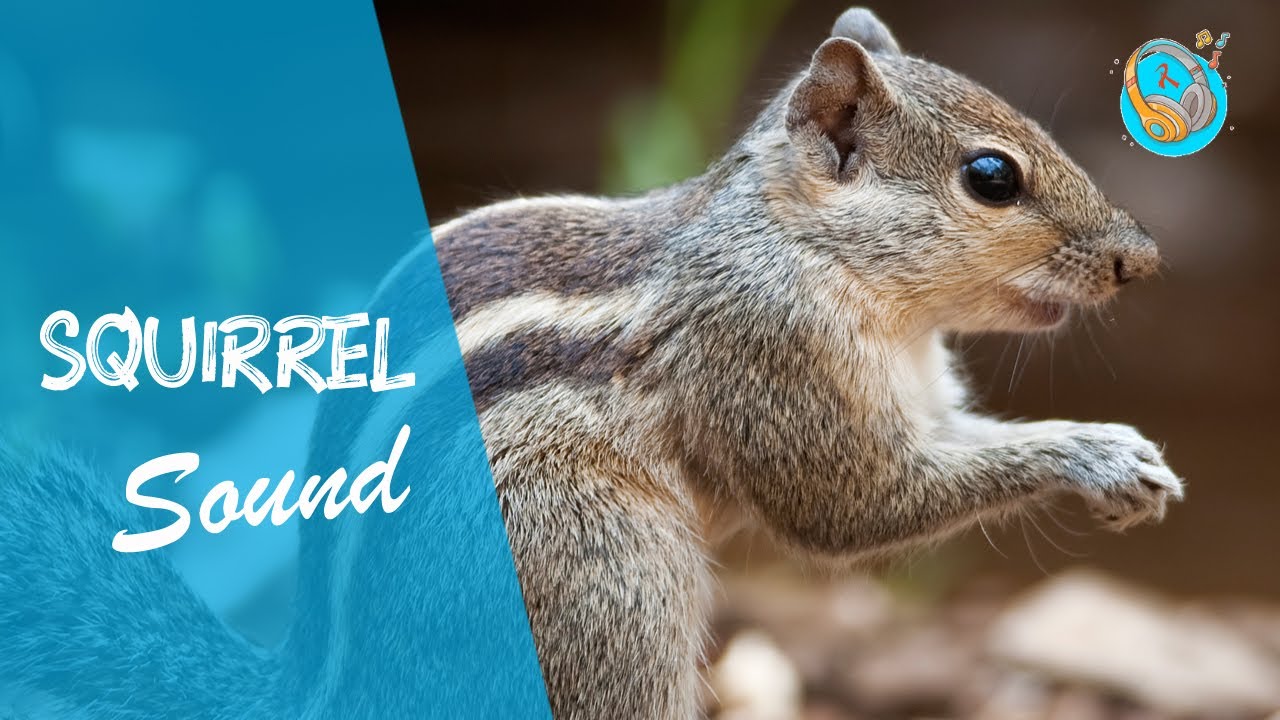 SQUIRREL CALLS (sound effects no copyright ) - YouTube
