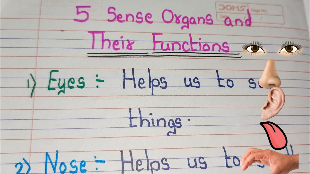5 Sense Organs Names// Names of 5 Sense Organs and its Functions// With ...
