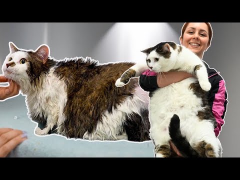 Today I met a morbidly obese cat named Big Mac