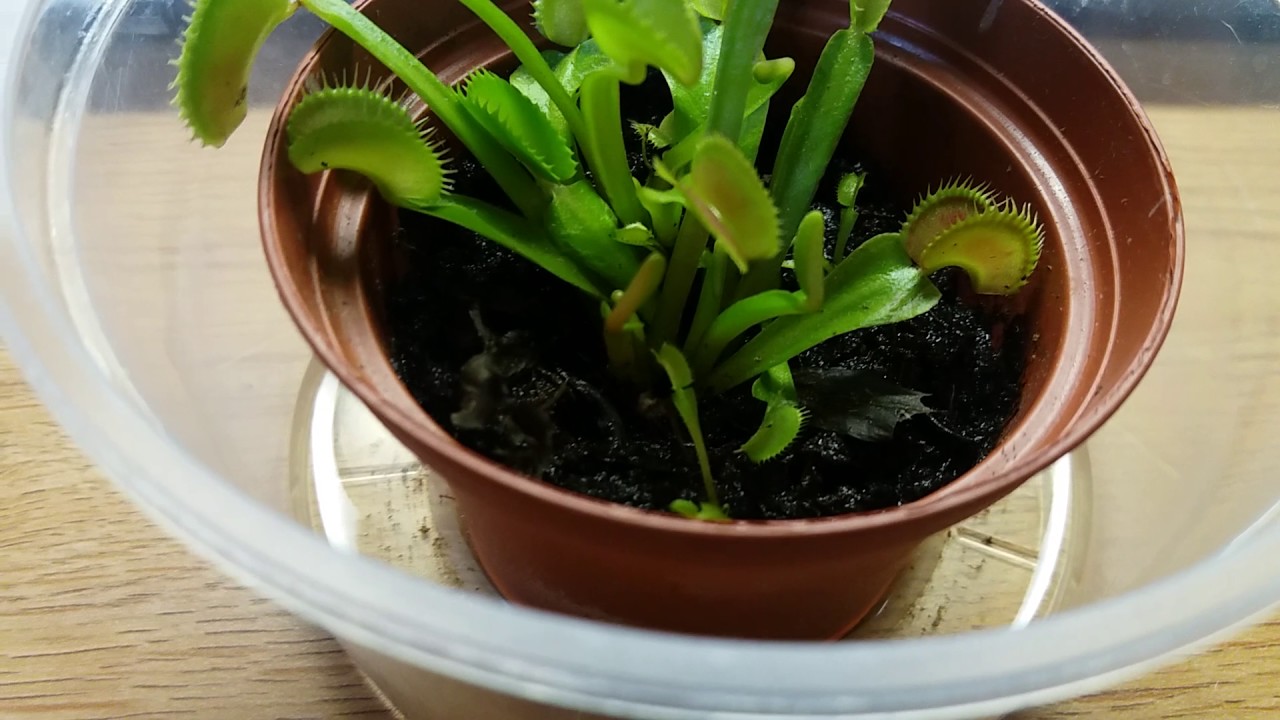 Venus Flytrap Care - YouTube