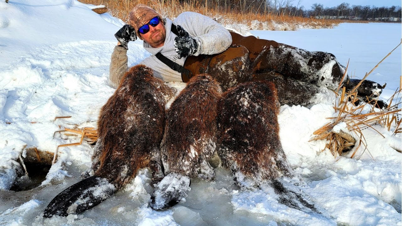 How Could this Tiny Lodge hold so Many BIG Beaver!!! (8 Catches) - YouTube