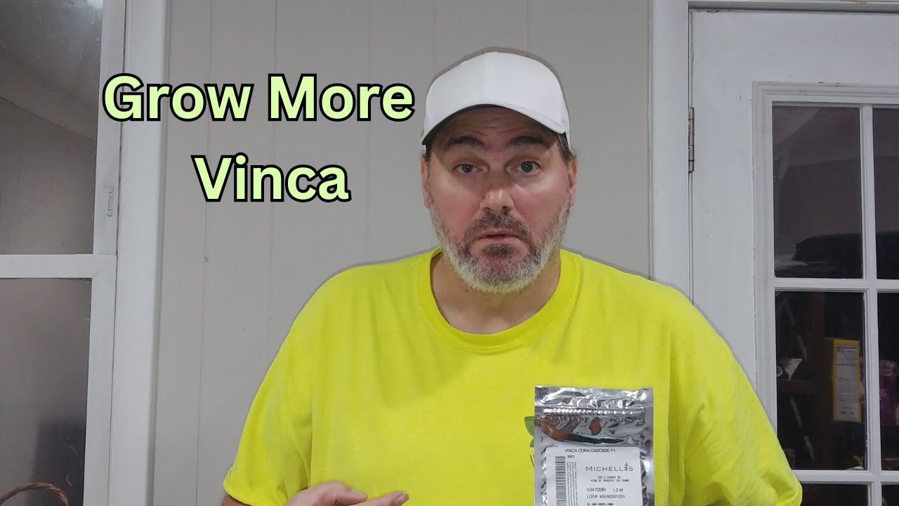 How to Grow Vinca from Seed : Beginner's Complete Guide - YouTube