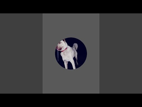 KANGAL GEMLİK Cemal AKDUMAN kanalı canlı yayında