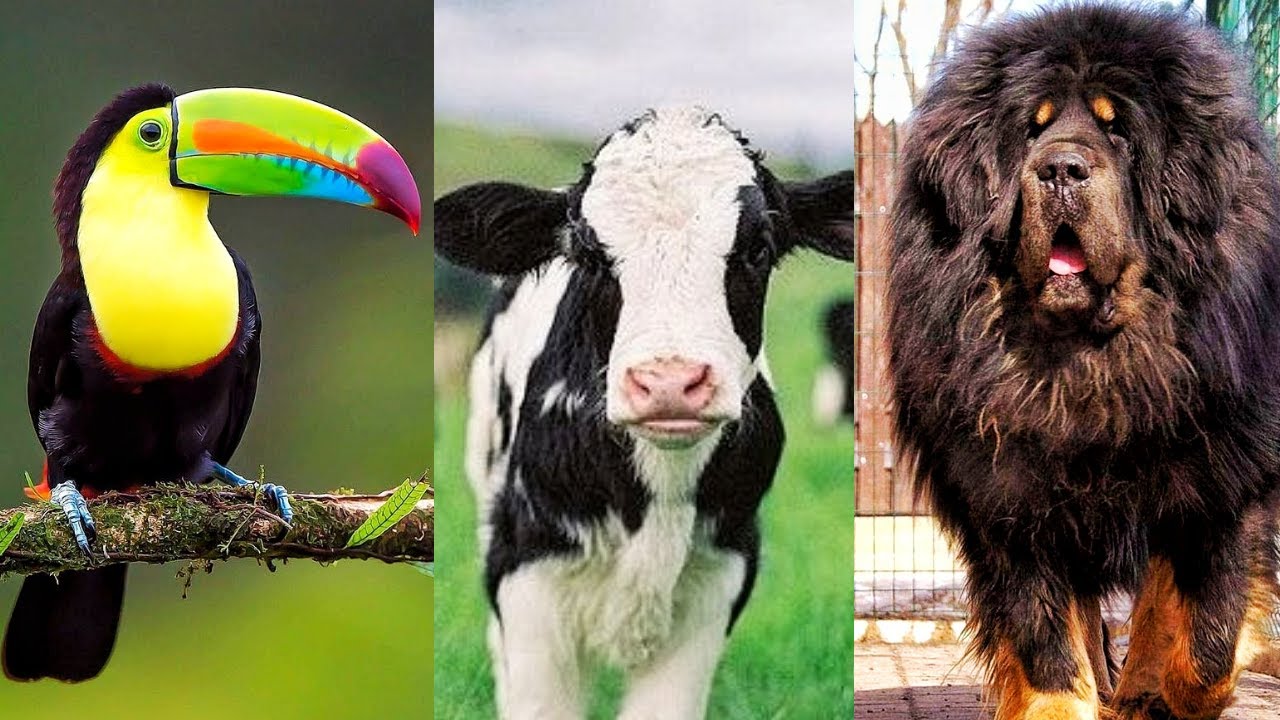 10 Most Expensive Pets in the World - YouTube