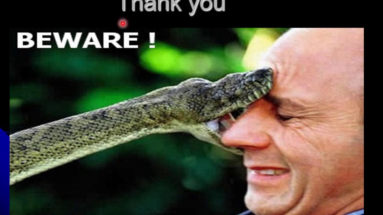 Snakebite P 2 By Dr. Mobin Inam Pal HOD Forensic Medicine - YouTube