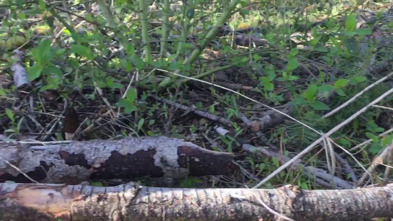 Hunting burn morels, morchella brunnea - YouTube