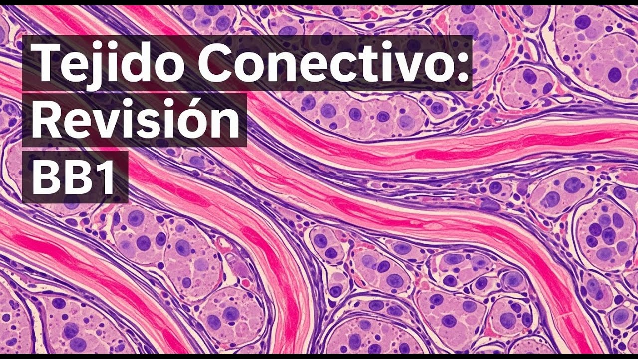 Repaso Tejido Conectivo BB1 - YouTube