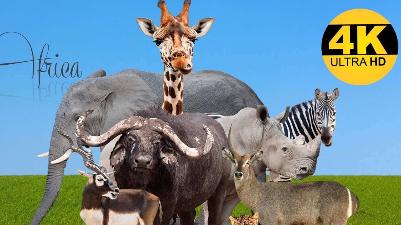 animal planet 4k - scenic wildlife film with inspiring music. - YouTube